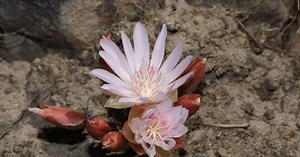 Over 900 bitterroot plants will take over a new area of Missoula