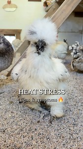 4.7K views · 365 reactions | Heat stress signs & symptoms in chickens! ☀️掠 #chickensofinstagram #heat #summer #reels | Simplychickensofficial | Facebook