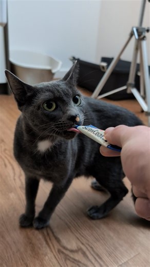 10K views · 334 reactions | You don't make friends with salad. I try to win spicy mama's heart with a tube of the finest fish pudding. See how she reacts to a man she's wary of offering a snack she loves. Let's also get a peek at her newborn kittens. #vokra #catrescue #churu #kittens #catlovers #cat | Michael Sheldrake | Facebook