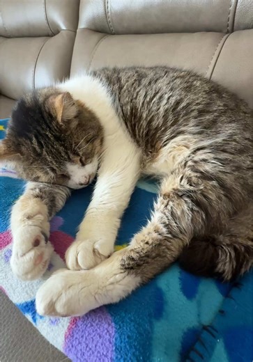 the monkey! 🥹 #catsoftiktok