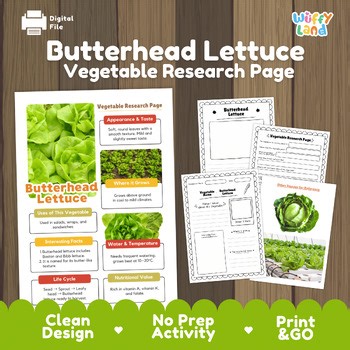 Butterhead Lettuce Research Project | Plant Science Activity | Healthy Eating