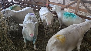 12K views · 134 reactions | When rams are done breeding and I put them back together in a group, I first make sure they don't hurt or kill each other. I simply put them in a smaller pen that none of them can back up far enough to get momentum when charging. After they wore themselves out, I let them back out into the pasture. | White Clover Sheep Farm | Facebook