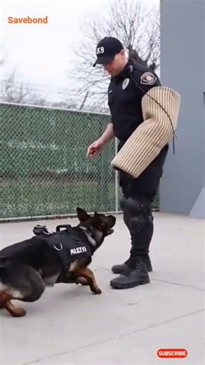 K9 Police Dog Sit & Attack Skills 🐕🔥 | Elite Training Highlights #Short