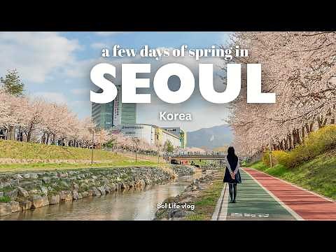 Spring in Seoul 🌸 | cherry blossom, cafe hopping, picnic, azalea festival, Yangjaecheon | Korea VLOG