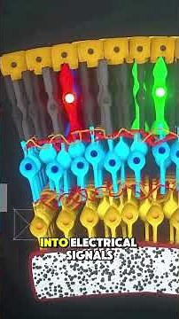 How the Human Eye Works | Simple Explanation of Vision #eyes