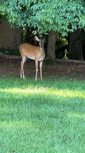 Time to cleanse the pallet My back yard right now | Riki Rachtman