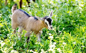 Everything You Need to Get Started Raising Backyard Goats