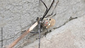 Batocera rufomaculataIt. It is a species of long horn beetle in the family Cerambycidae. This insect makes holes in the stem of the plant, due to which the trees die. Batocera rubus beetle.