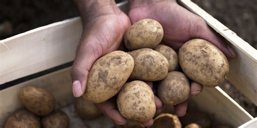 The Best Way to Store Potatoes So They Last Longer