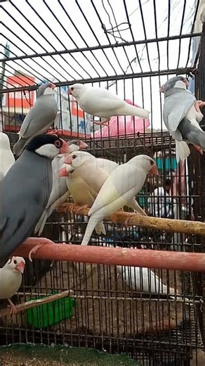 Beautiful White Java Bird 🕊️ | #BudgieLoveNest