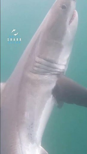 Great White Shark Agility