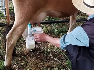 UDDERLY EZ MILKER FOR COWS