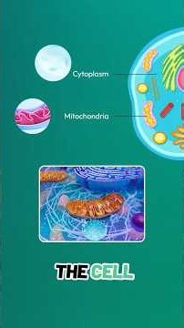 A Levels Biology - Cell Structure