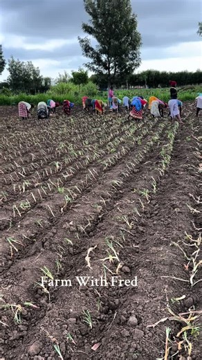 Planting Spring Onions: A Step-by-Step Guide