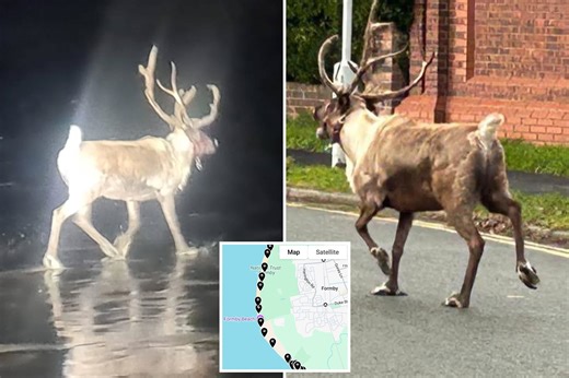 Reindeer escapes UK Santa Land, sparking red-nose alert, rescue mission involving Royal Marines: ‘Christmas is saved’