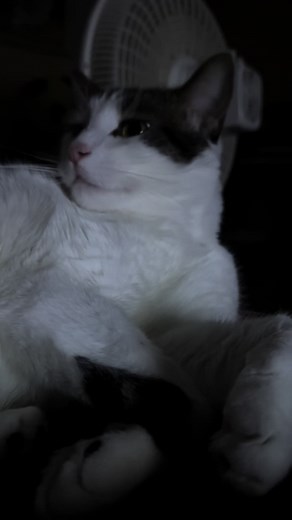 The Boo Boo Show: New Beginnings for Cat Lovers!