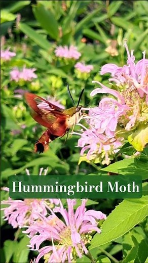 🦋Hummingbird Moth on Bee Balm,Hemaris thysbe in New Jersey #naturelovers #hummingbirdmoth #butterfly