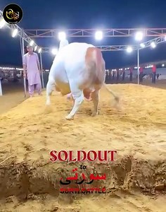 1.2K views · 116 reactions | 裡ALHUMDULLILLAH裡 “DABBO” IS FINALLY SOLD OUT TO “SURTI CATTLE FARM 2023” 拾 ❤️ ALHUMDULLILLAH ❤️ #HM_ADMANI_CATTLEFARM | Karachi Cow Mandi Services | Facebook