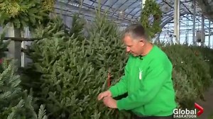 Gardening Tips: Christmas tree tips