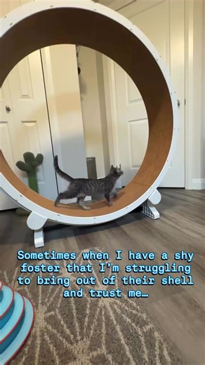 From shy to shining in just 12hrs 😻✨ The Cat Exercise Wheel is more than just exercise, it’s enrichment that builds confidence, reduces stress, and helps cats come out of their shell 🤩 Thank you @gideongang_and_fosters for sharing this special foster journey with us 💚 #onefastcat #catwheel #catexercisewheel #cathealth #catzoomies #cats | One Fast Cat