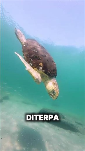 interesting barnacle facts 🐱