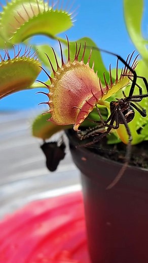 8.1K views · 53 reactions | 﫠﫠 Venus fly trap will melt your face off!! Carnivorous plant attempted catch at a venomous black widow spider. #fypシ #fypツ #صدمة #fyp | Carnivorous Plants | Facebook