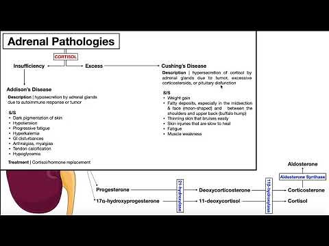 Adrenal Pathologies | Addison's & Cushing's Diseases