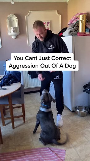You can’t just correct aggression #dogs #staffie #staffordshirebullterrier #dogtraining #southenddogtraining
