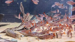 81K views · 10K reactions | Why not plan a visit ... You won't find a better selection of fishes than we have in right now .... Something for every tropical freshwater and temperate tank .. and every budget | Pier Aquatics | Facebook