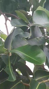 amazing Duhat benefits #bengstories #duhat #duhatleaves #halamanggamot #lunas #mabisa #homeredies #herbal #alternativemedicine #medicinalplants | Beng Stories