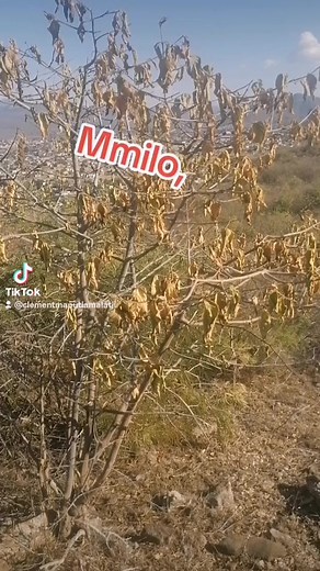 Home remedy for prostate cancer for man and women | Maputla Clement Malatji