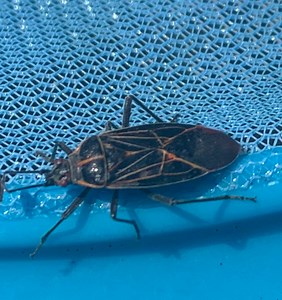 Is it ok to cut off citrus tree thorns? Ask an expert