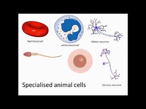 Specialised animal cells