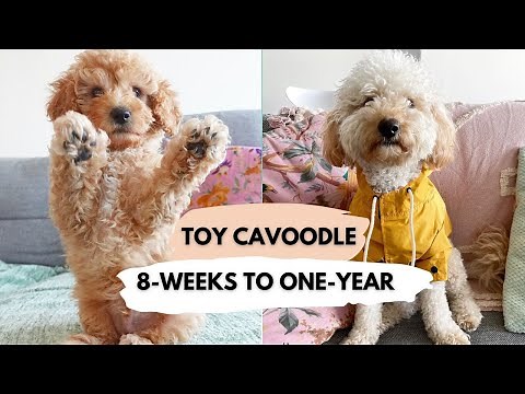 Toy Cavoodle changes colour! | 8-weeks to one-year