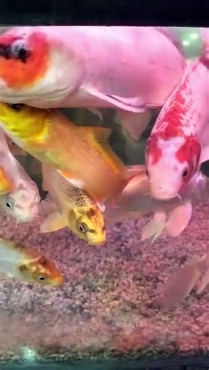 Discover the Most Colorful Aquarium Fish for Your Tank! 🌈🐠