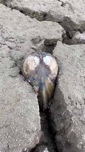 387K views · 2.5K reactions | Perfect Crystal Pearls | Brian Freeman A | Facebook