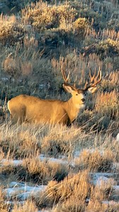 1K views · 687 reactions | Those white tips! 歷 #stud Saturday. Dec 2023 #muledeerbuck #muledeeraddiction  @in_the_wild.photos  | Spencer Adams | Facebook
