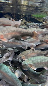 2M views · 65K reactions | Tour Zona + Saltos de Agua - Viernes 01...