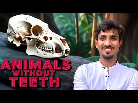 Toothless Wonders: Amazing Animals That Thrive Without Teeth