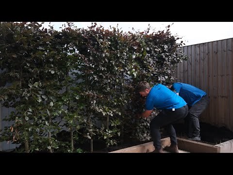 Easy Hedge Instant Hedging | Hedges Direct