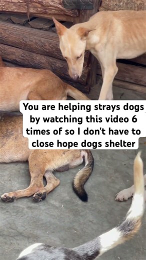 Donate food food , vet and vaccinations towards puppies link in my bio for more information