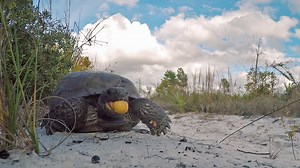 31K views · 520 reactions | Meet one of the Gopher Tortoises being...