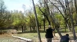 #COVID-19 Felling of Russian Poplar Trees (Roosi fres) going on. Today's Video from Sheikhpora Budgam. | Rifat Abdullah