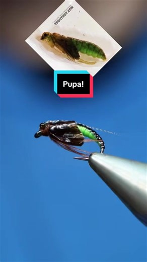 Realistic Caddis Pupa Fly Tying Tutorial