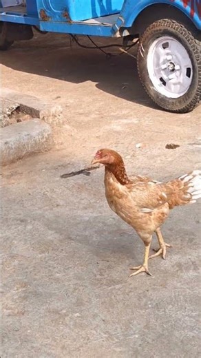 dessi chicks with han$_