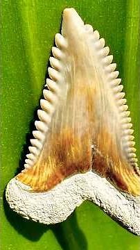 Sharp Snaggletooth I found at Bone Valley Experience! Fossil shark tooth hunting is very addicting