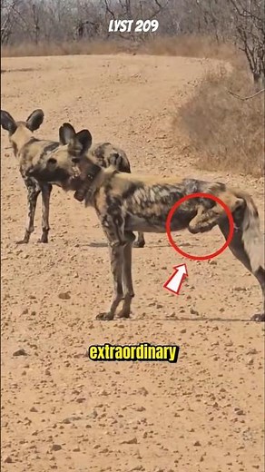 A three-legged wild dog surviving in the wilderness is truly something extraordinary. #wilddog