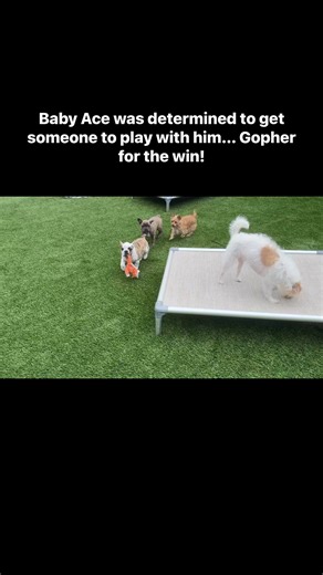 Baby Ace was determined to get someone to chase him and play. With his brother Gopher busy playing with his Mama Louisa, he needed one of the other pups to join him. After trotting his toy away to tempt everyone, his brother finally noticed him and Ace was quite content. 🥰 #frenchbulldogmix,#rescuepuppies,#playtime,#11weeksold,#fosteringsaveslives,#adoptdontshop | Trio Animal Foundation