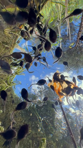 Underwater upward view of common toad #tadpoles #carry #toad #cute #croak #nature #wildlife HA95410 | HAWI Studios