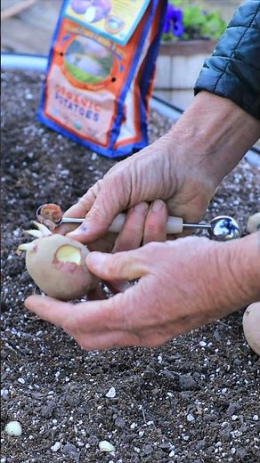 Potato Growing Tips - Bigger & More Potatoes